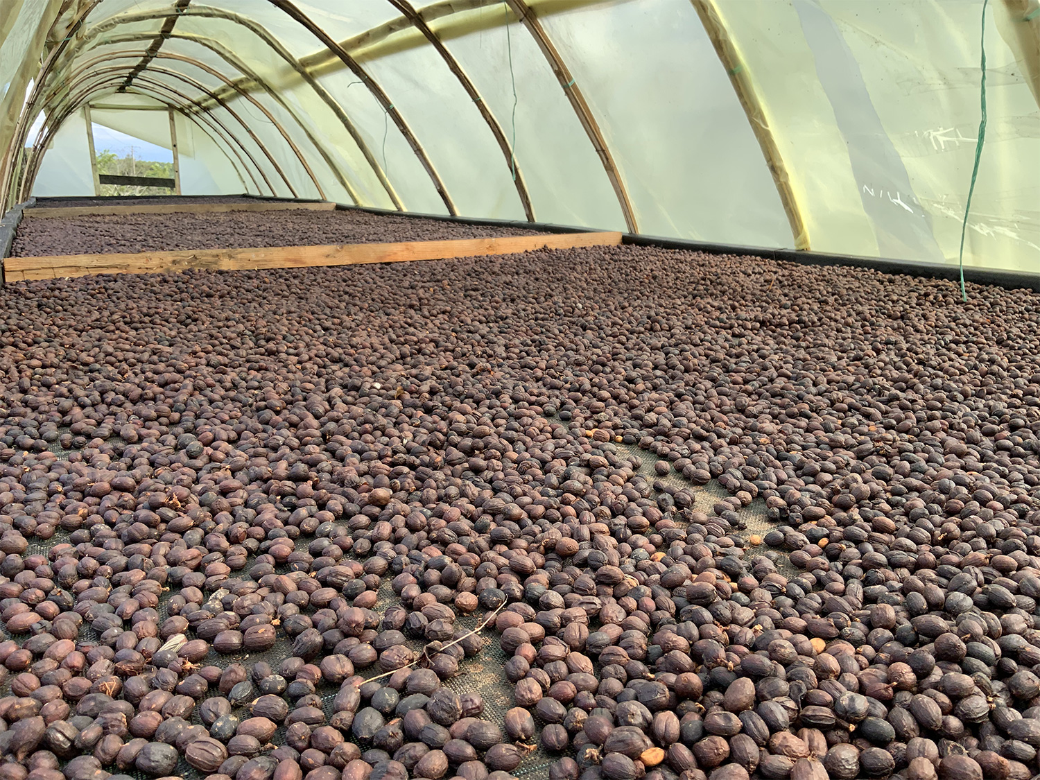 Ferma Alejandría & Acapulco