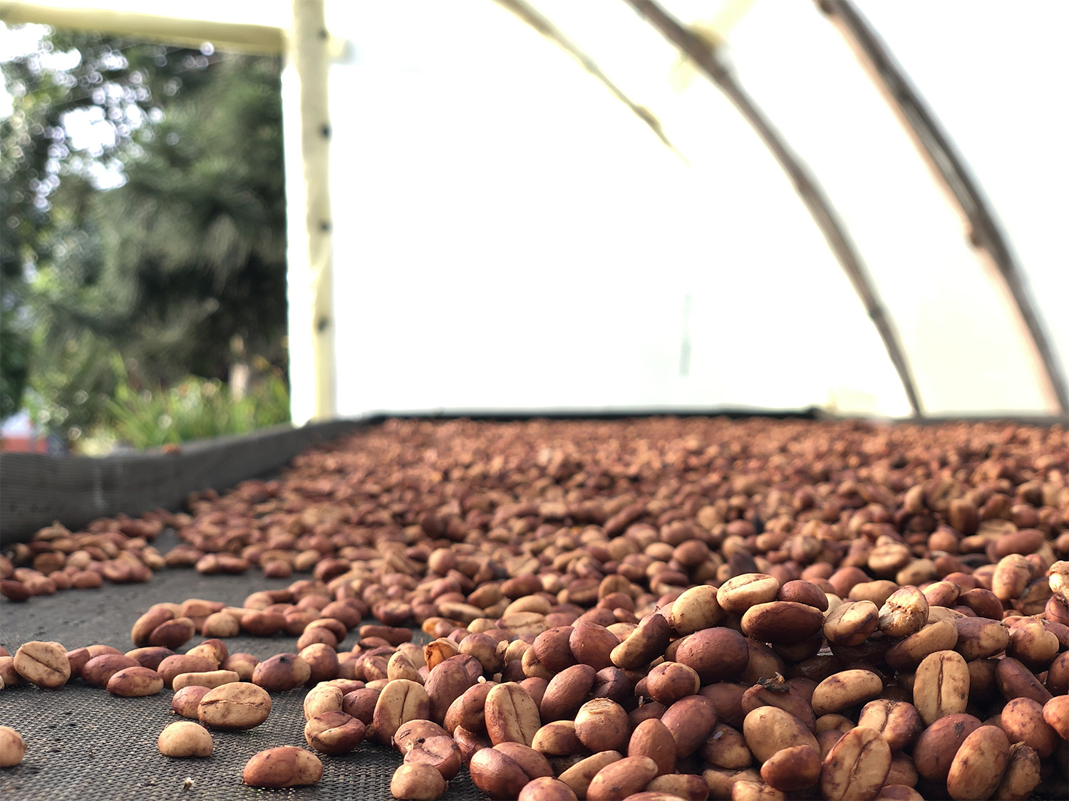 Ferma Alejandría & Acapulco