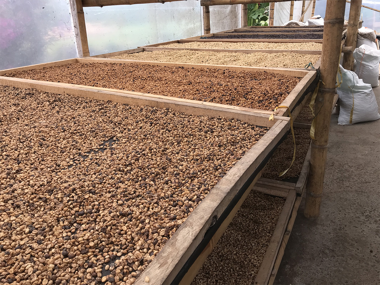 Ferma La Bretaña, La Pola & La Rochella - COFFEE VIBE